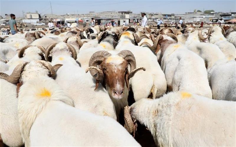 مەرجەکانی قوربانیکردن چین؟